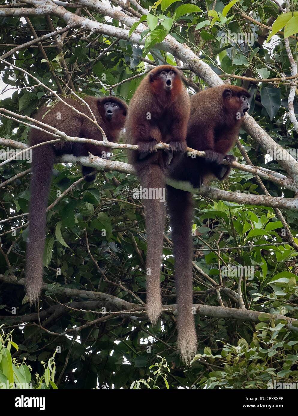 Brown Titi Monkey (Plecturocebus brunneus), three individuals calling ...