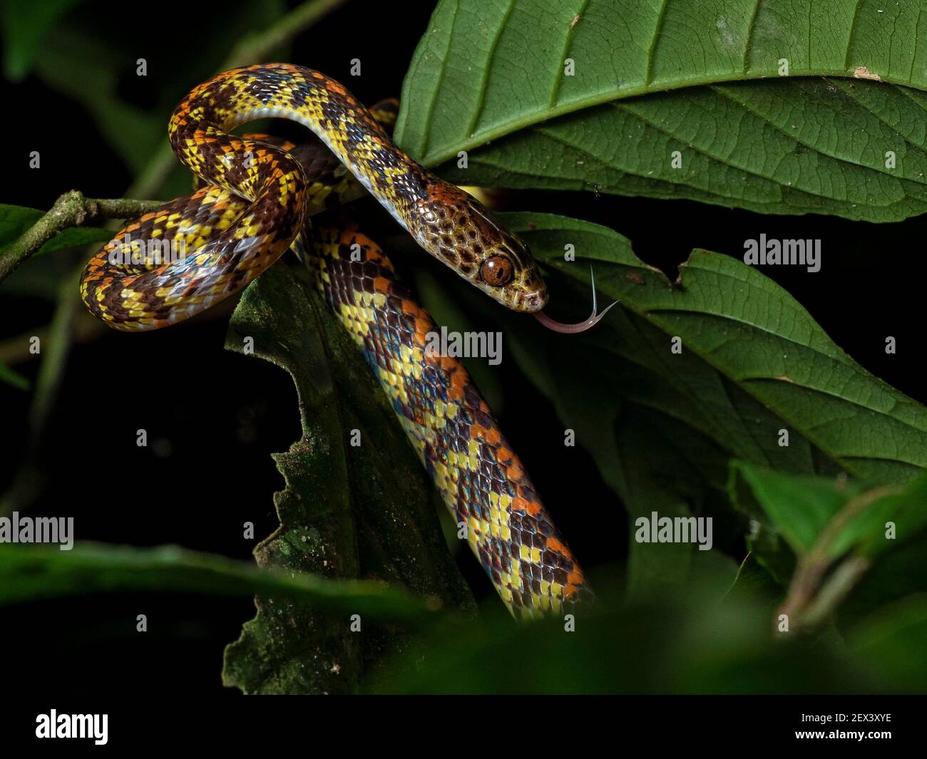 Checkerbelly Snake (Siphlophis cervinus), Yasuni National Park, Ecuador ...