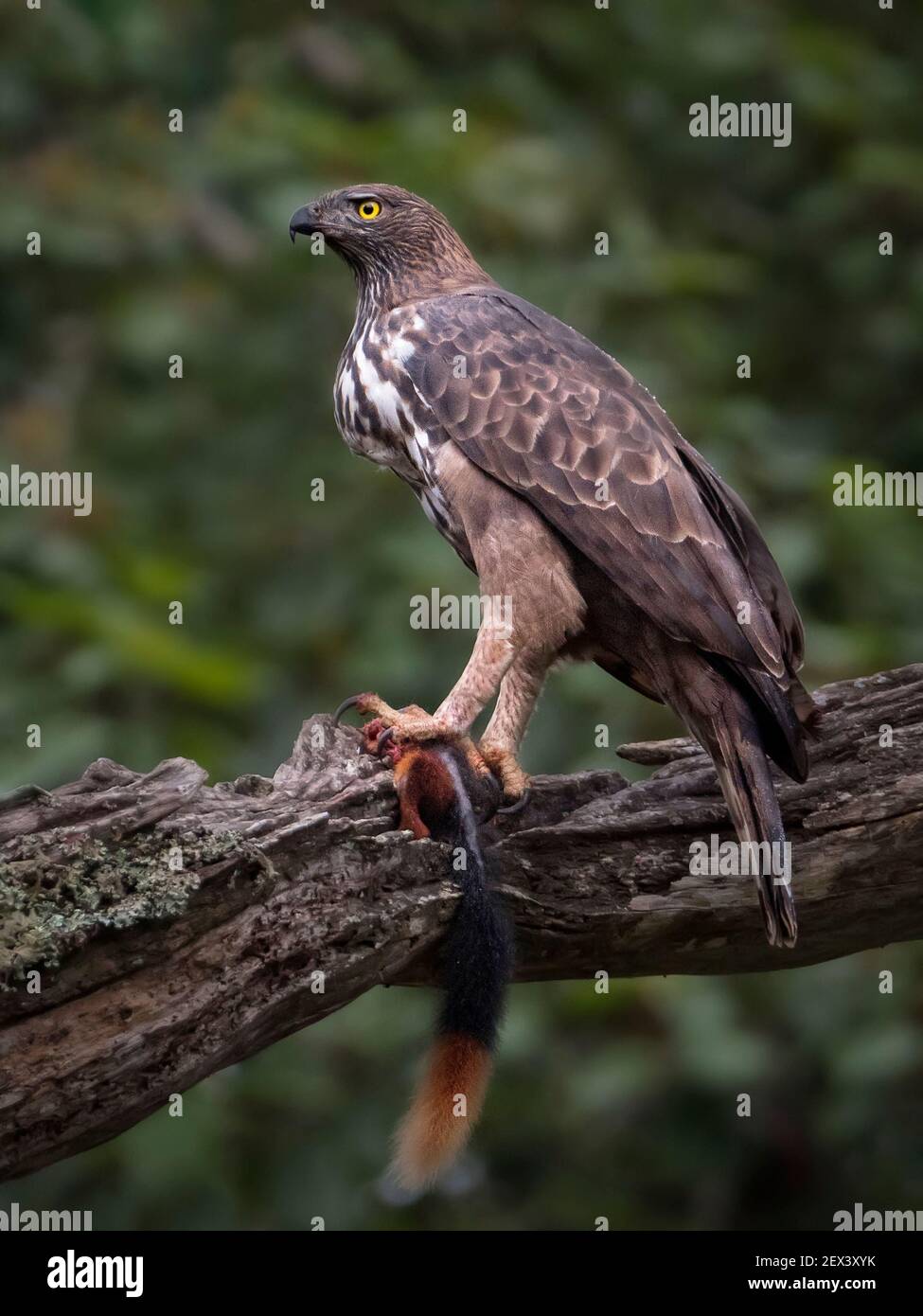Crested Hawk Eagle (Nisaetus cirrhatus), will squirrel prey, Kabini Forest, India Stock Photo ...