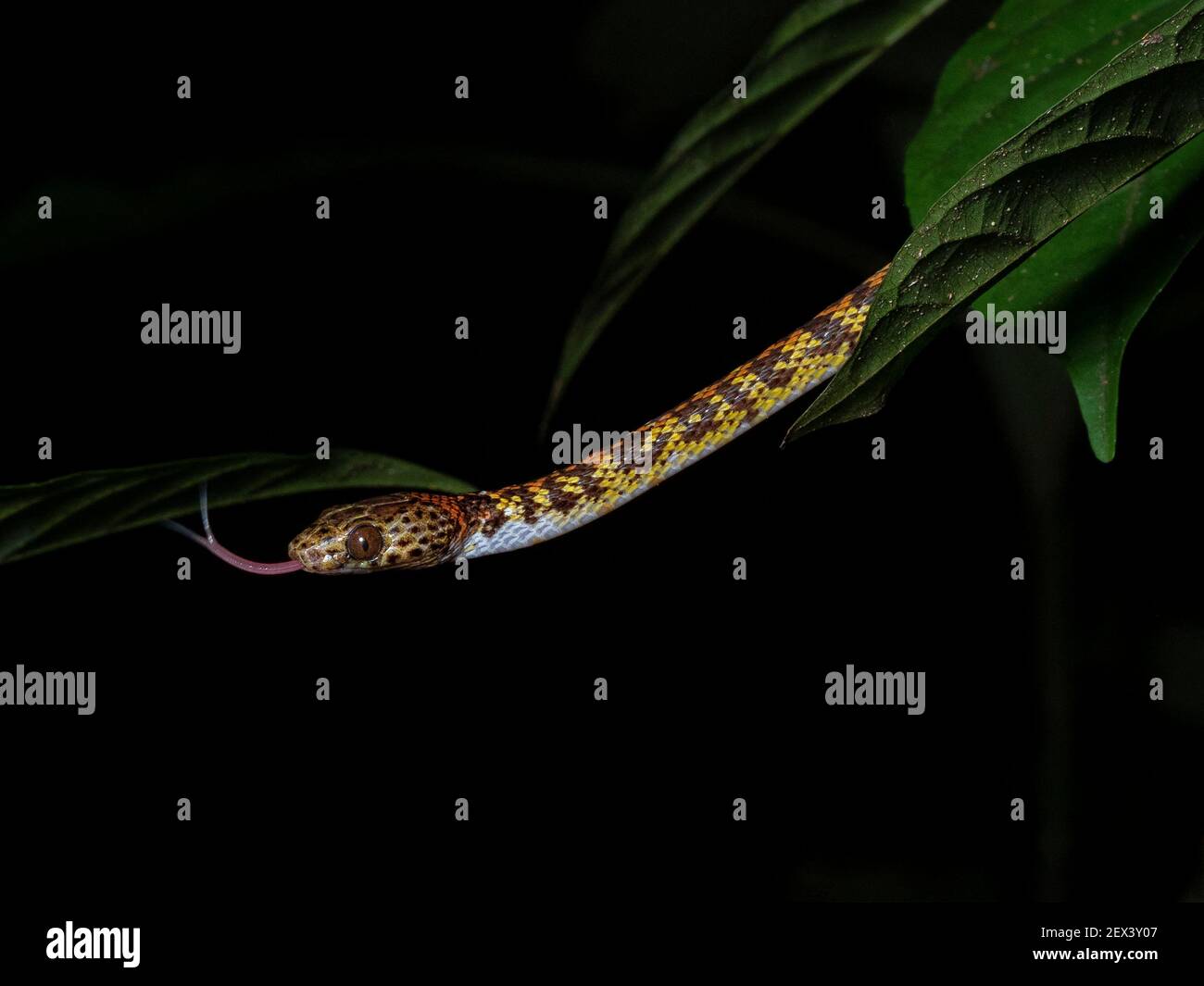 Checkerbelly Snake (Siphlophis cervinus), Yasuni National Park, Ecuador ...