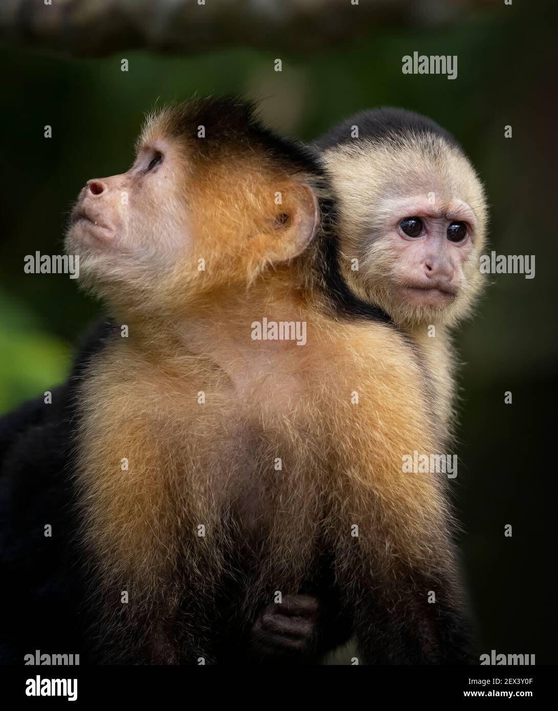 White faced capuchin cebus capucinus imitator hi-res stock photography ...