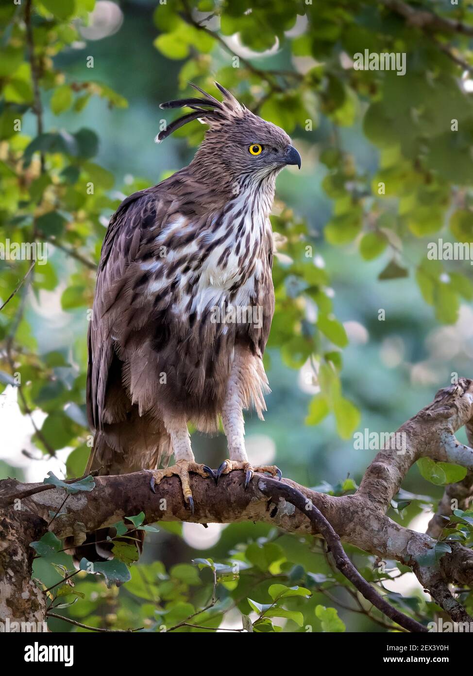 Crested Hawk Eagle (Nisaetus cirrhatus), Kabini Forest, India Stock Photo - Alamy