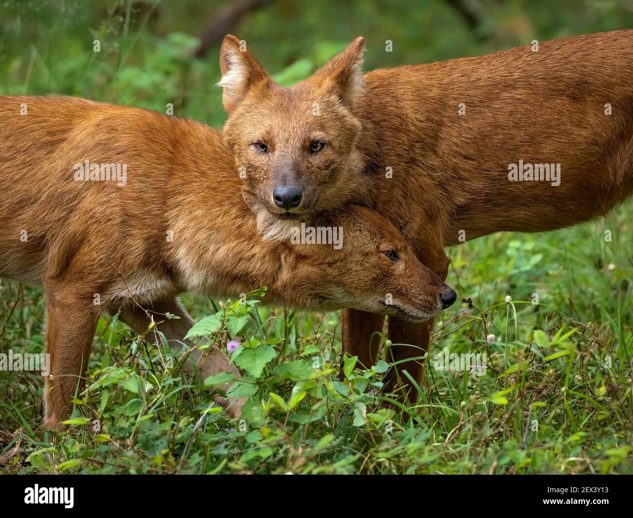 Asiatic wild dog cuon alpinus hi-res stock photography and images - Alamy