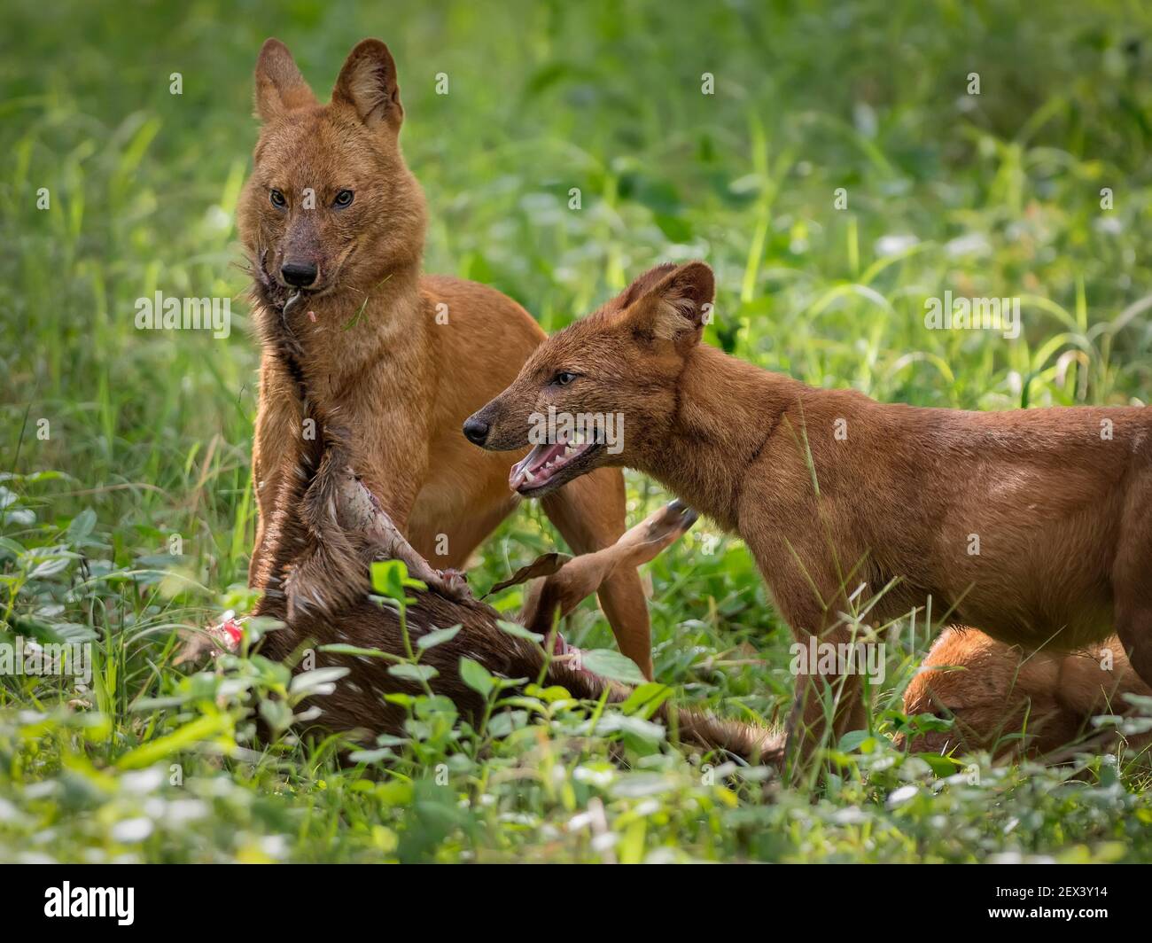 Dhole (Cuon alpinus), pack members sharing deer prey, Kabini Forest ...