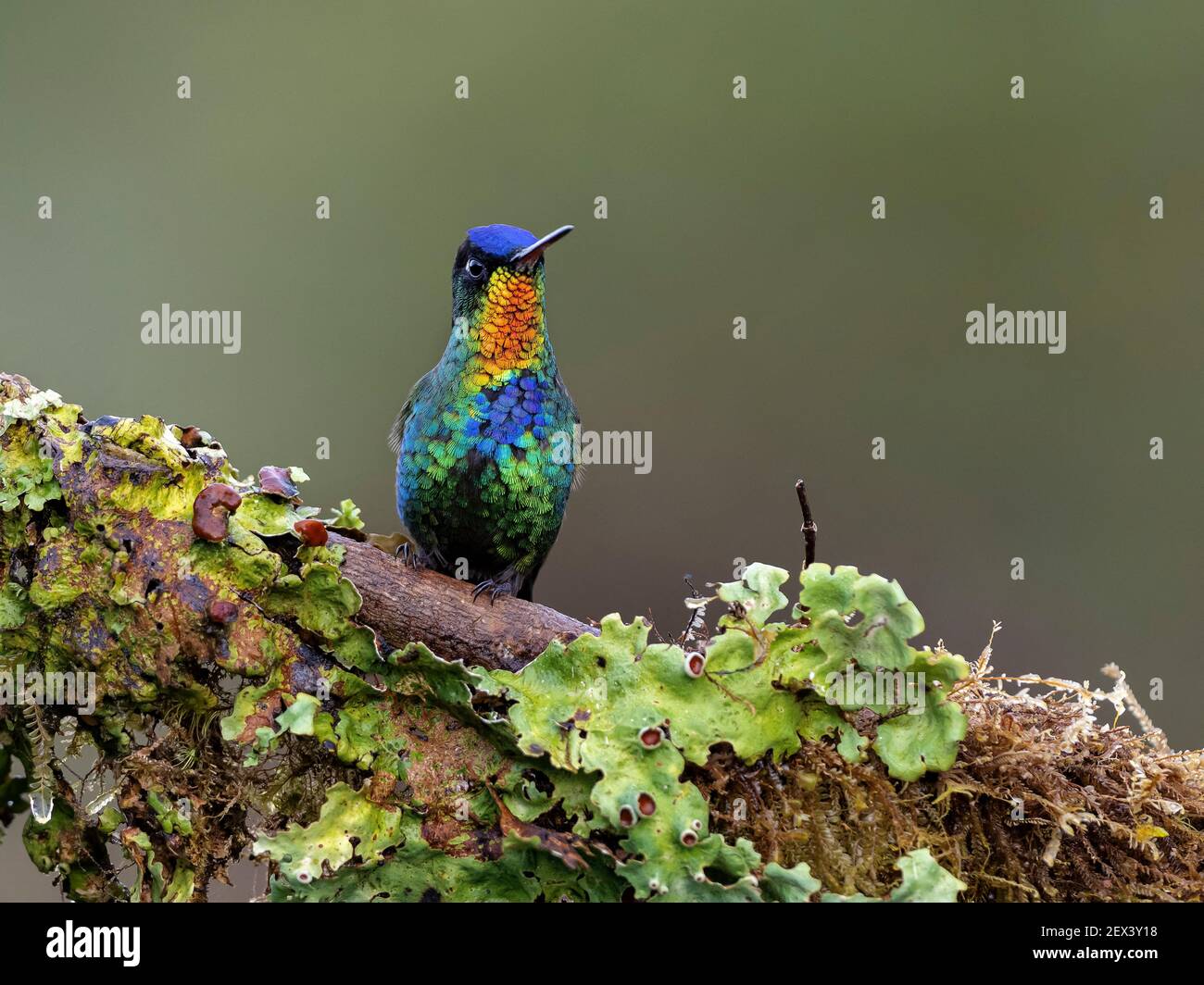 Fiery-throated Hummingbird (Panterpe insignis), male perched on lichen ...