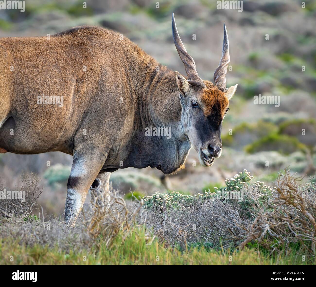 Fynbos habitat hi-res stock photography and images - Alamy
