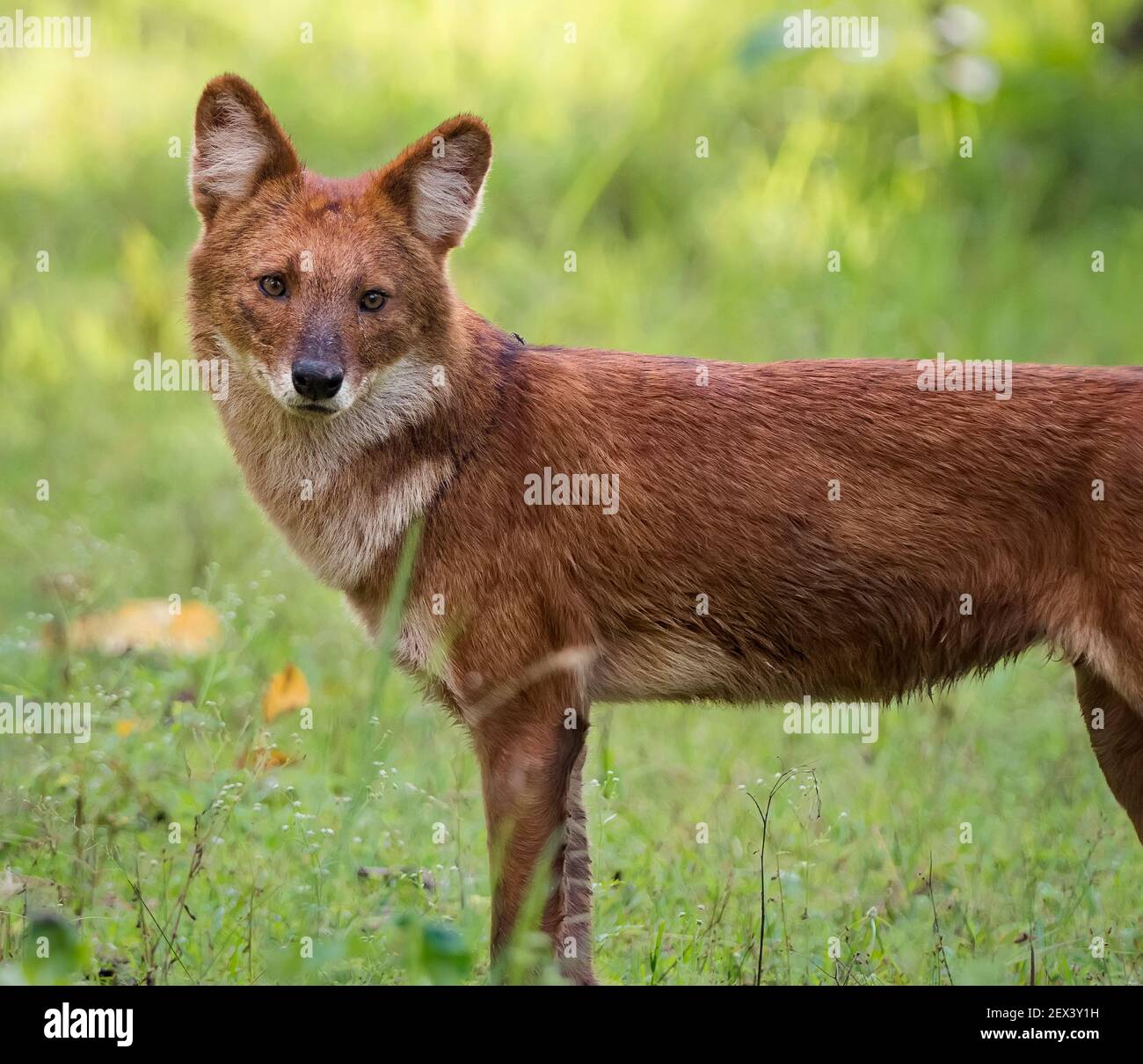 Dhole (Cuon alpinus), portrait, Kabini Forest, Nagarhole National Park ...