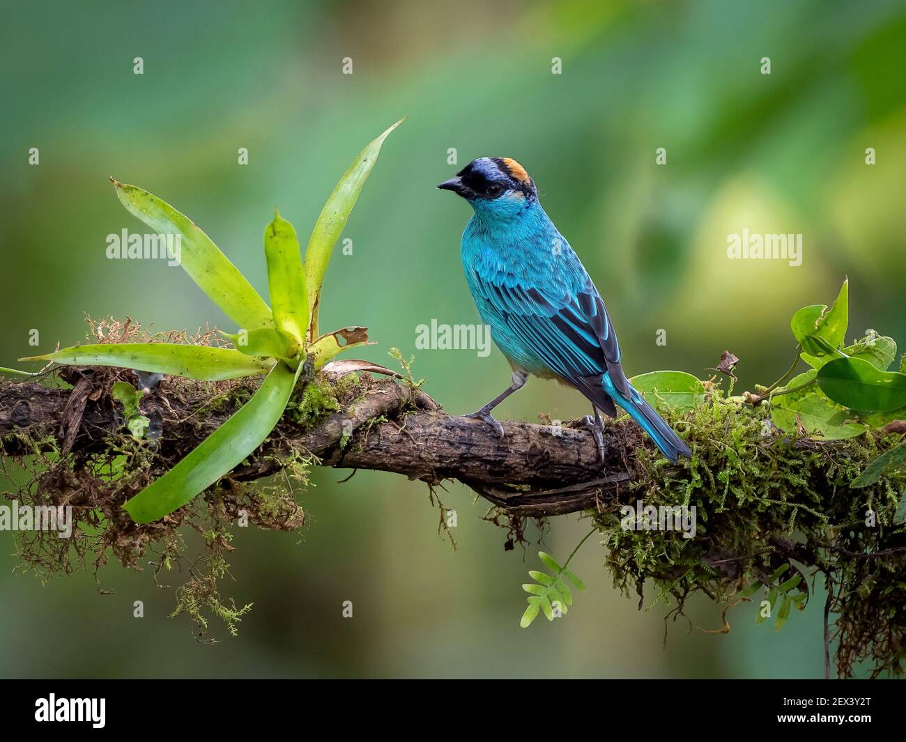 Golden-crowned Tanager (Tangara ruficervix), Ecuador Stock Photo - Alamy