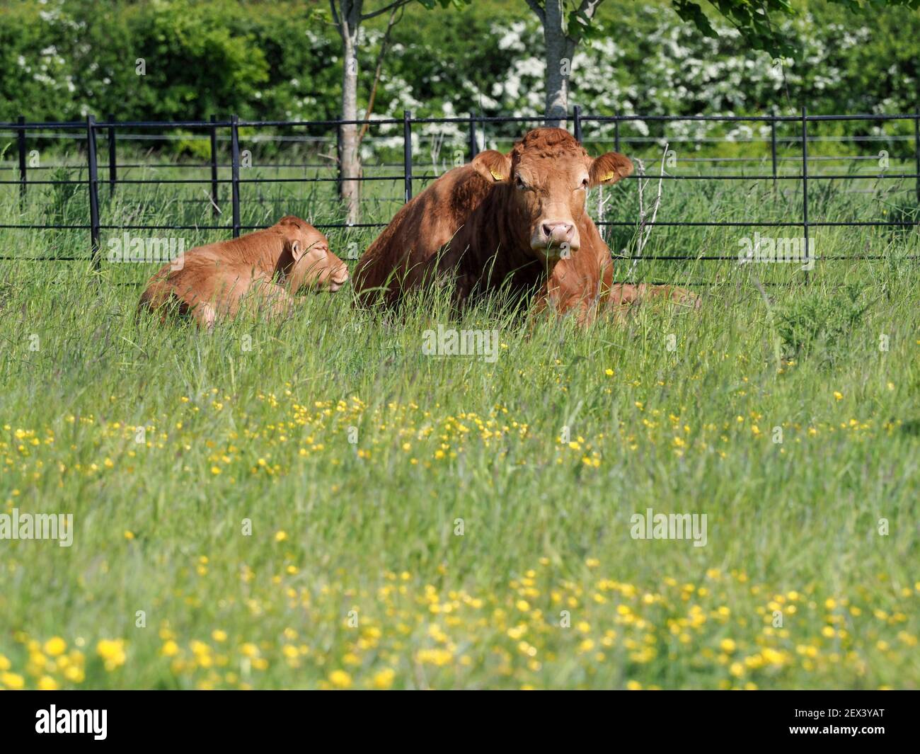 A rare breed cow and calf rest in a summer paddock Stock Photo - Alamy