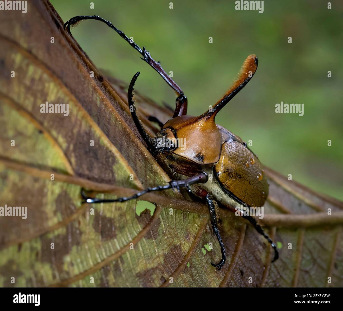 Rhino beetle (Golofa eacus), male, Abra-Patricia reserve, Peru Stock ...