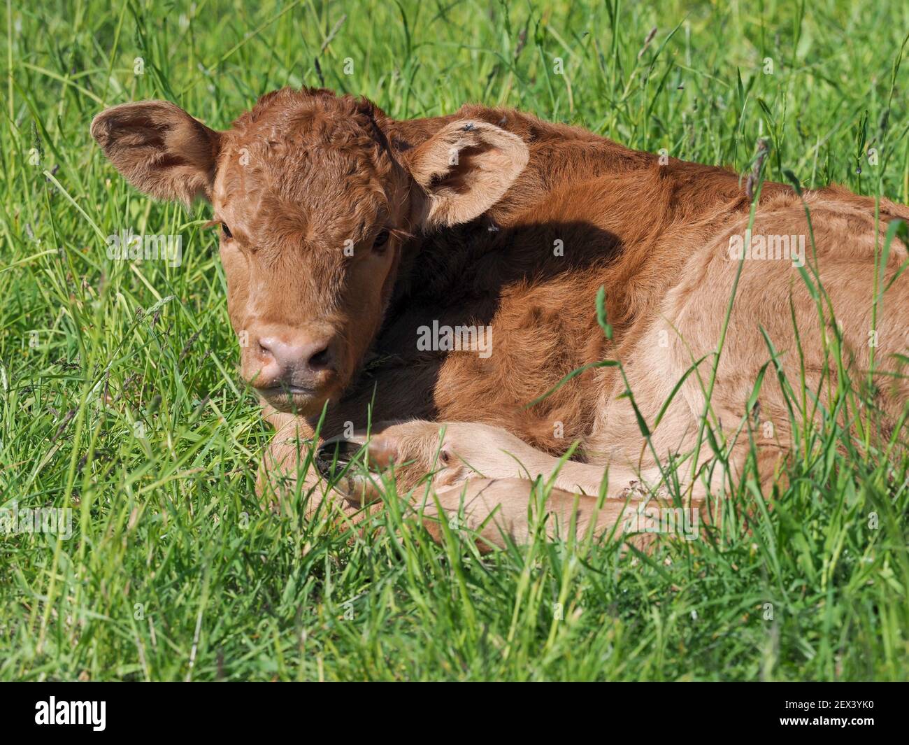 A young rare breed calf lays down in a grassy paddock Stock Photo - Alamy