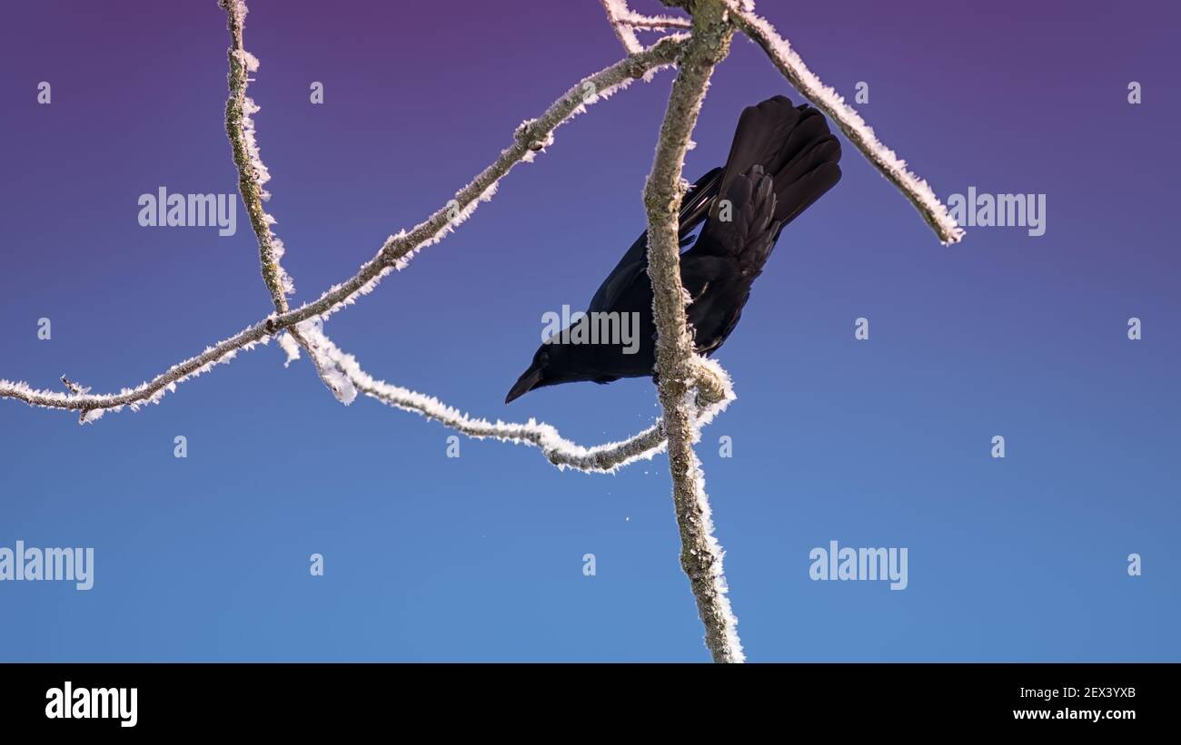Frozen crow hi-res stock photography and images - Alamy
