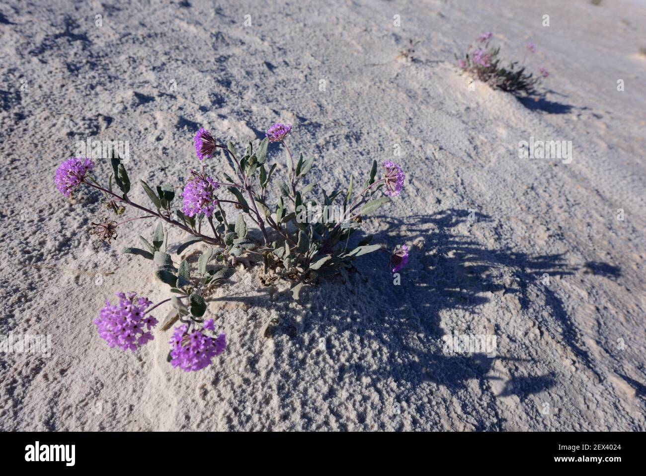 Pink sand verbena pictured on the gypsum dunes at White Sands National ...