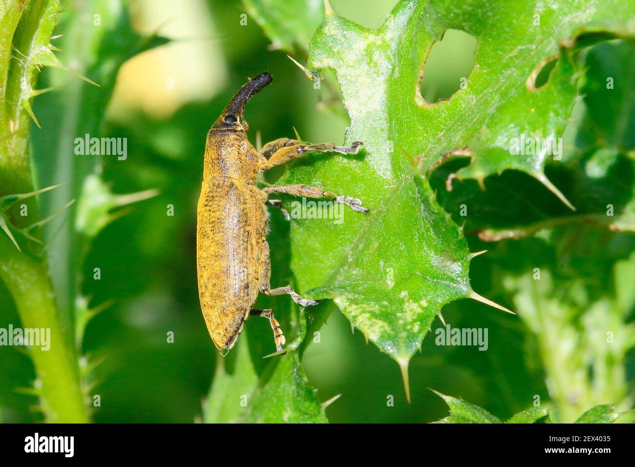 Weevil (Dorytomus longimanus) sunbathing in a meadow, summer, Finistere ...