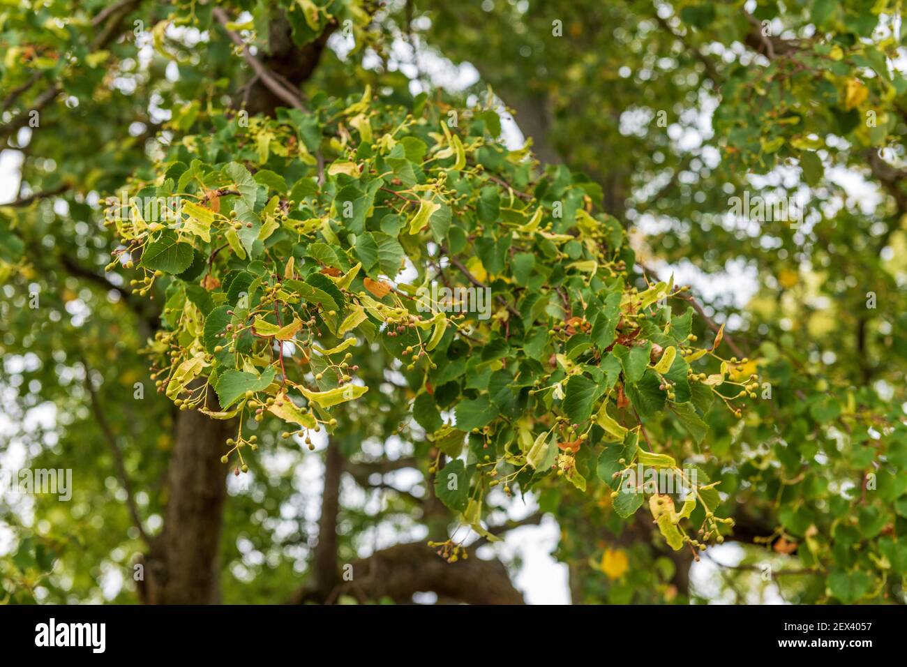 Littleleaf linden (Tilia cordata), Bouxwiller, Bastberg, Alsace, France ...