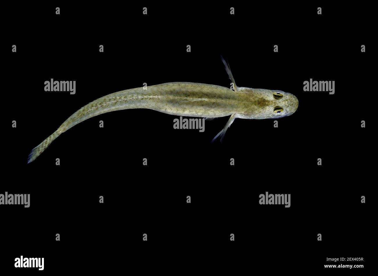 Arrow goby (Clevelandia ios), Santa Barbara county, California Stock ...