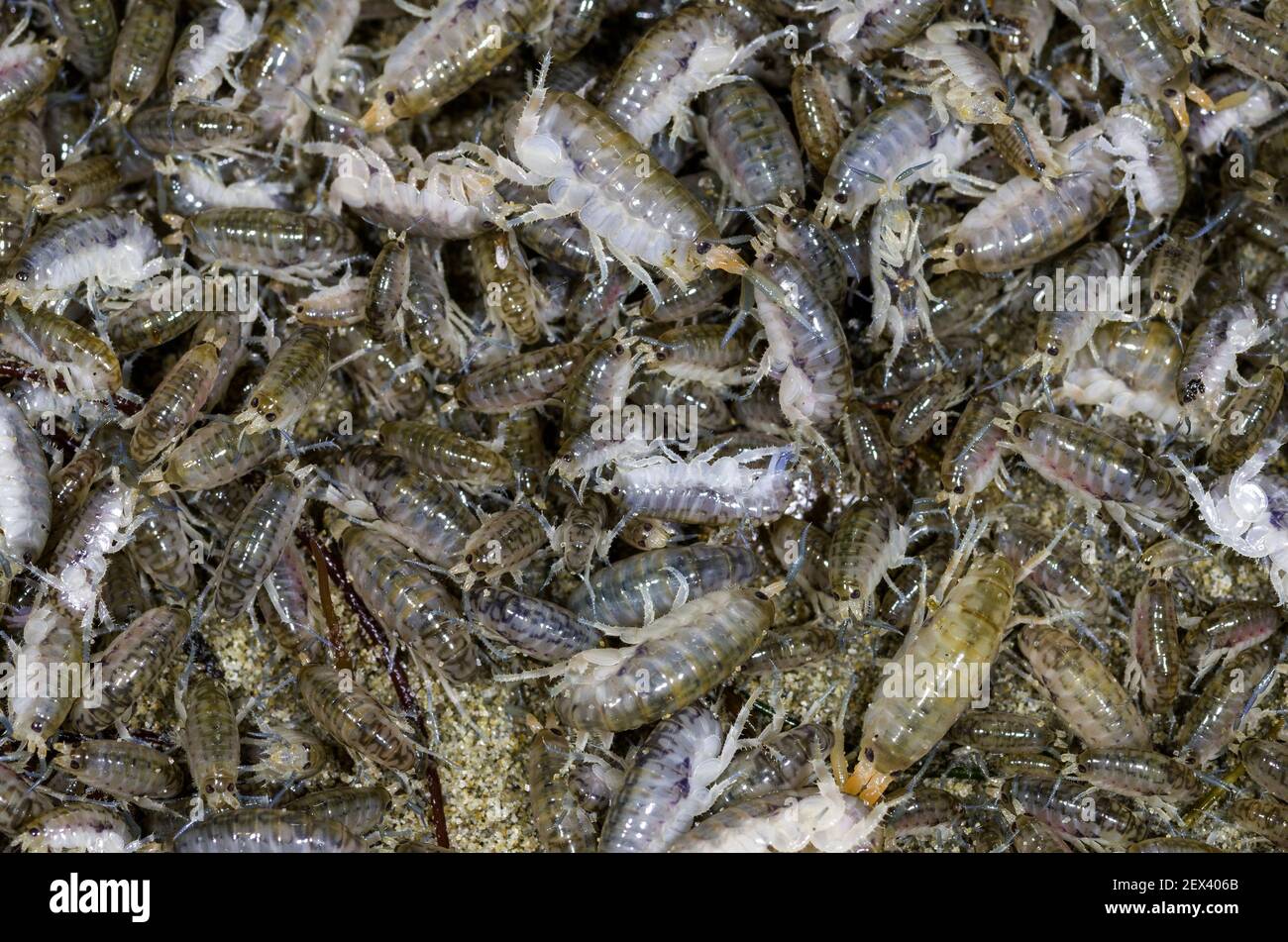 Beach hoppers (Megalorchestia sp) eating kelp, Santa Barbara county ...