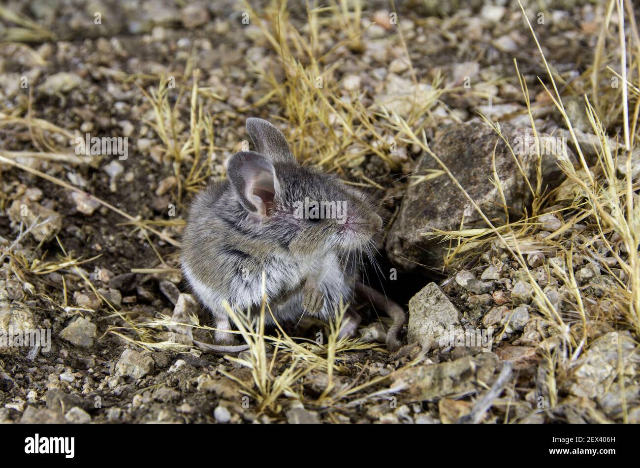Pinyon mouse peromyscus truei hi-res stock photography and images - Alamy