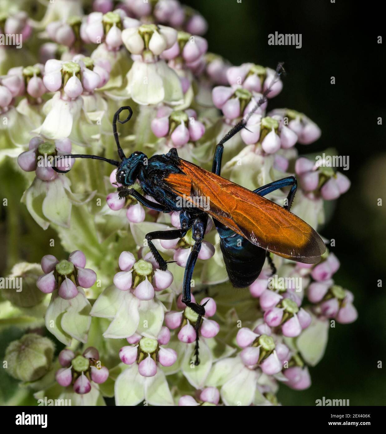 Pepsidae High Resolution Stock Photography and Images - Alamy