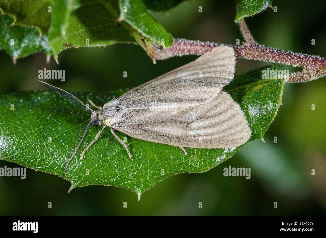 California oakworm phryganidia californica hi-res stock photography and ...