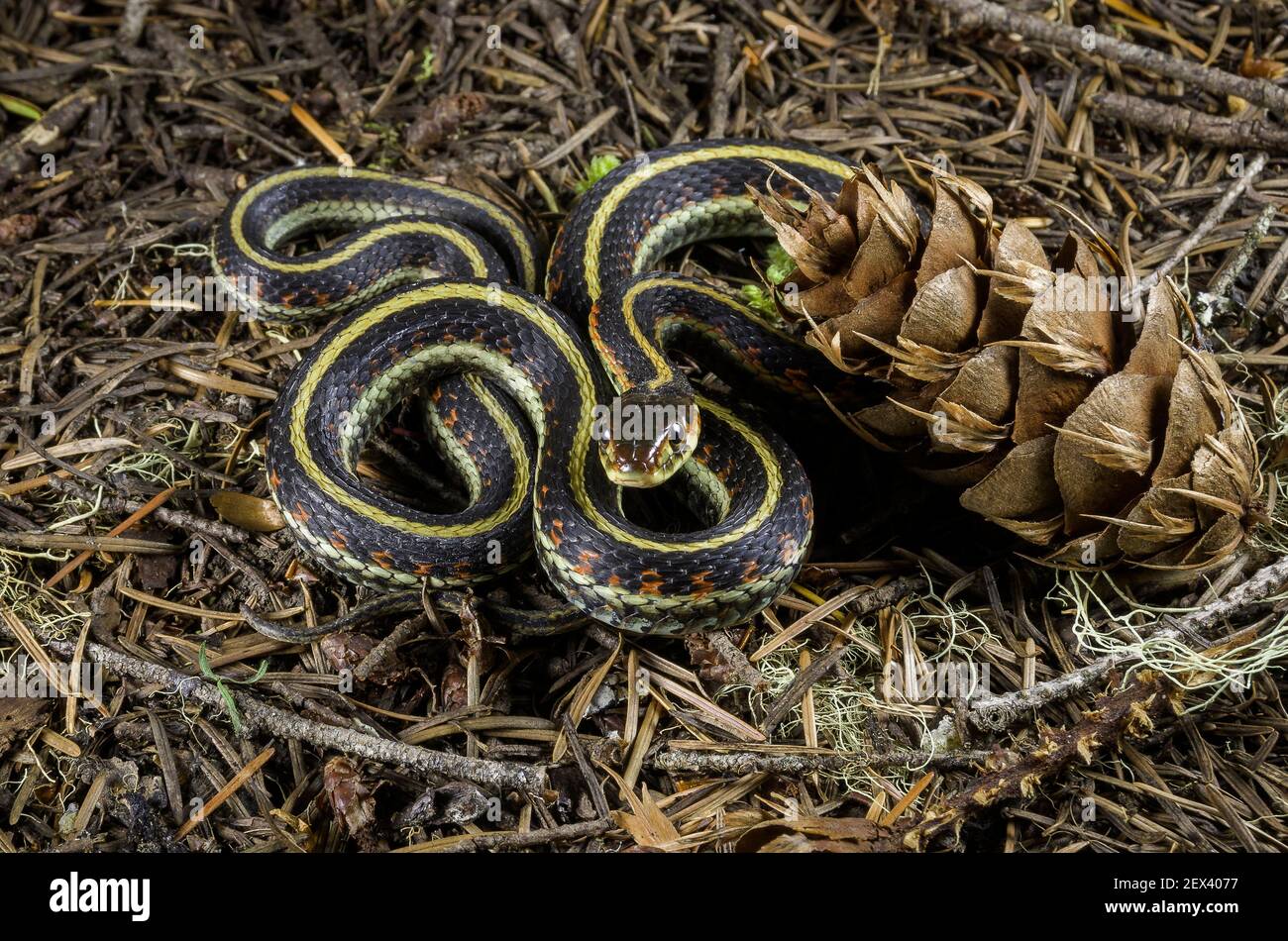 Northwestern Garter Snake, Thamnophis ordinoides, Linn County, Oregon ...