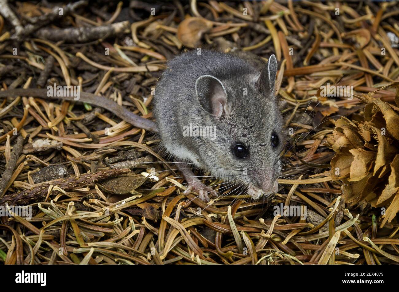 Peromyscus Maniculatus High Resolution Stock Photography and Images - Alamy