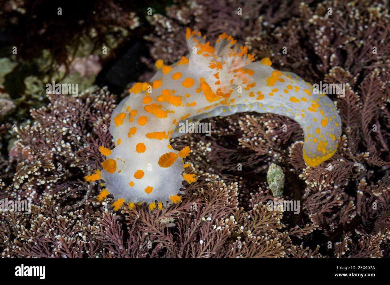 Orange-spotted Nudibranch (Triopha catalinae), San Luis Obispo County ...
