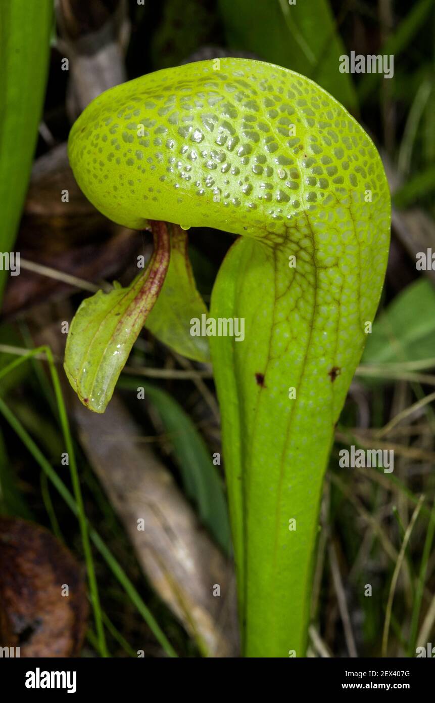 California PItcher Plant (Darlingtonia californica), also known as ...