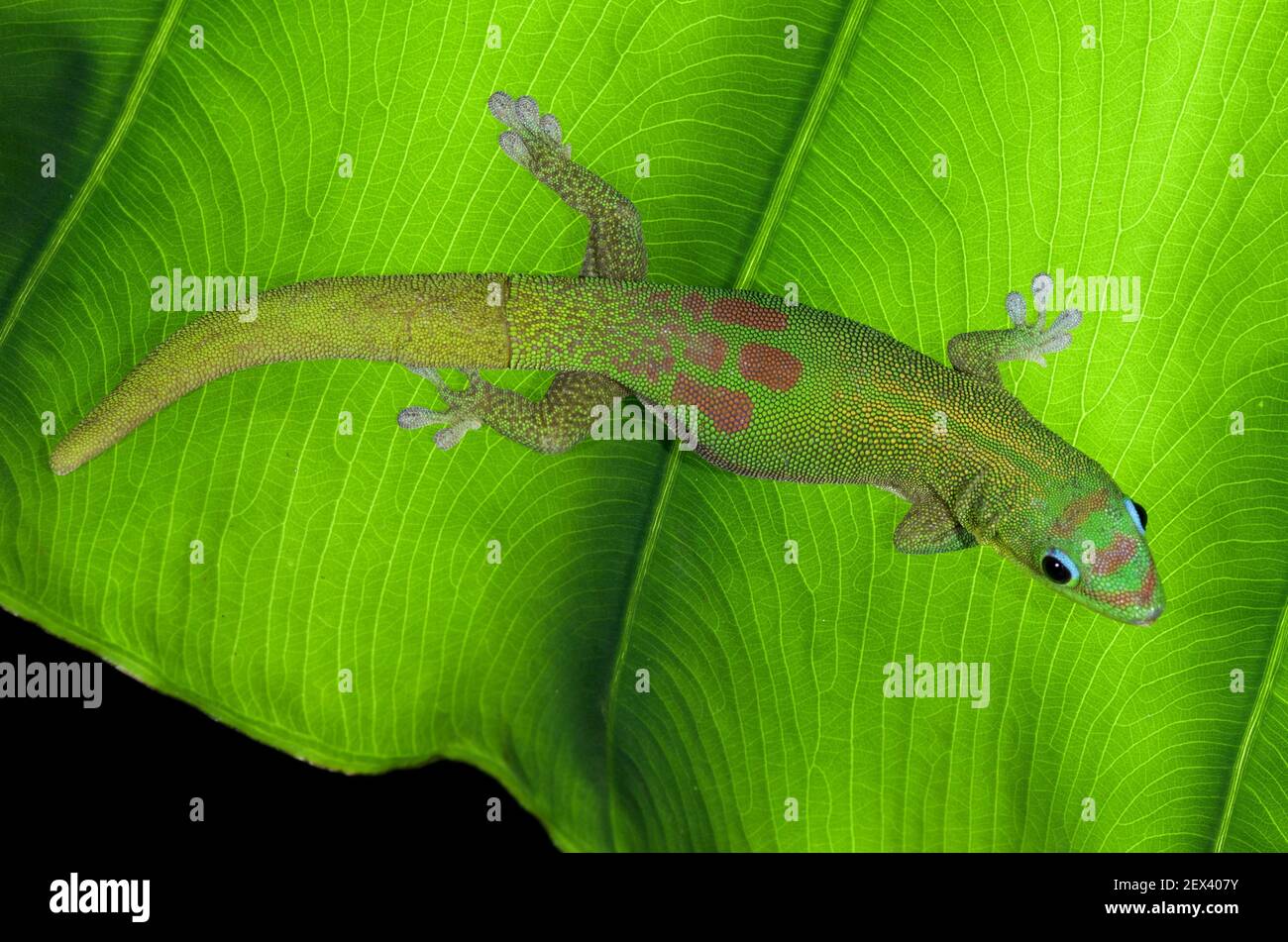 Gold Dust Day Gecko, Phelsuma laticauda laticauda, Hawaii Stock Photo ...