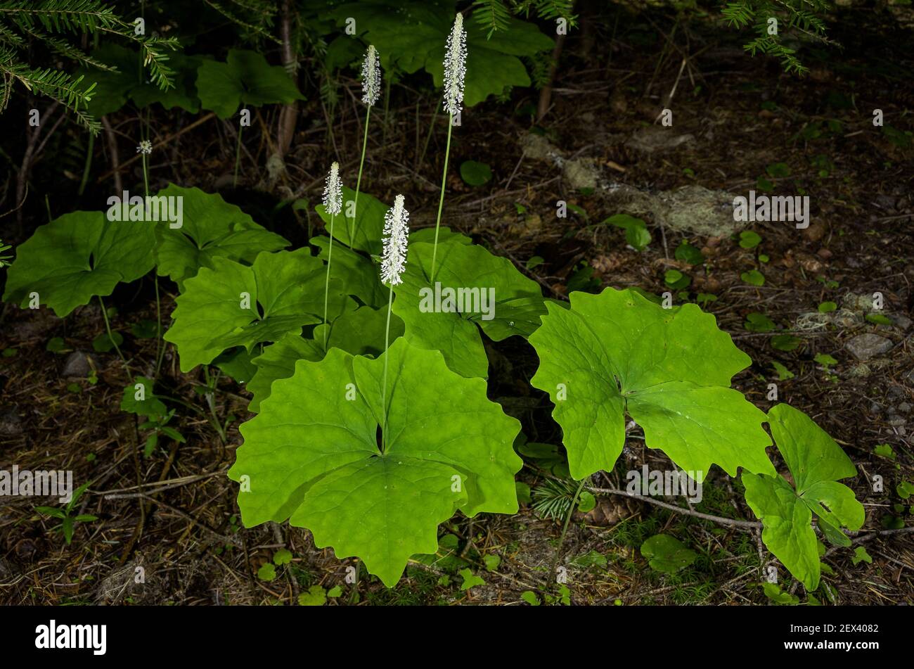 Deer foot achlys triphylla hi-res stock photography and images - Alamy