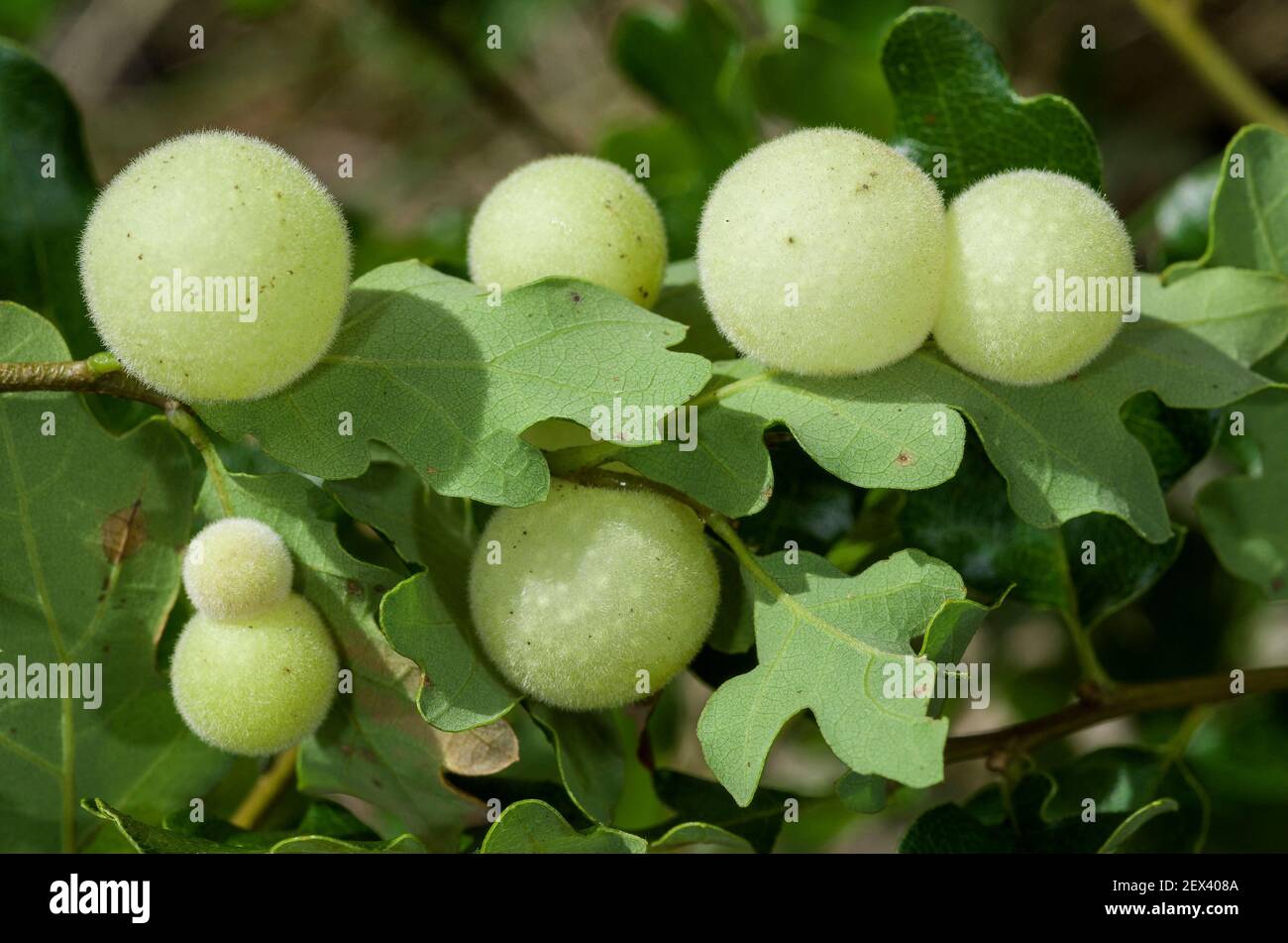 Galls on Oregon Oak leaves (Quercus garryana), Rogue River-Siskiyou ...