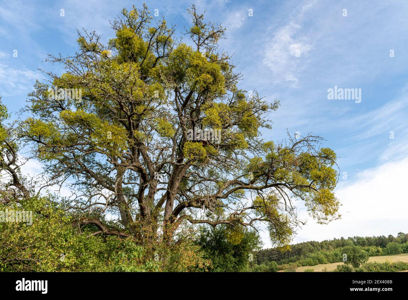 Tree covered with mistletoe in summer, Bouxwiller, Alsace, France Stock ...