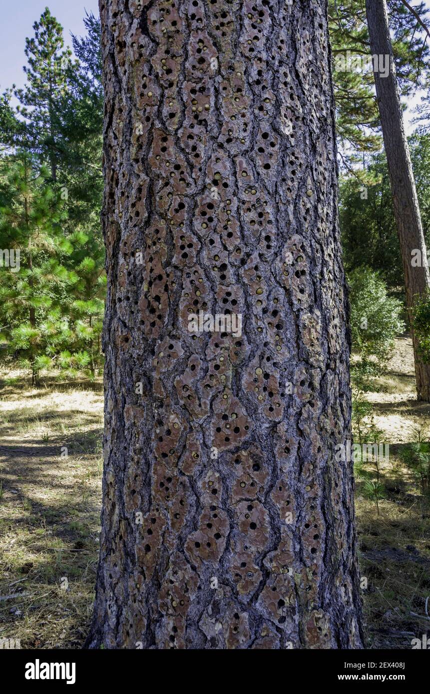 Acorn Woodpecker Granary