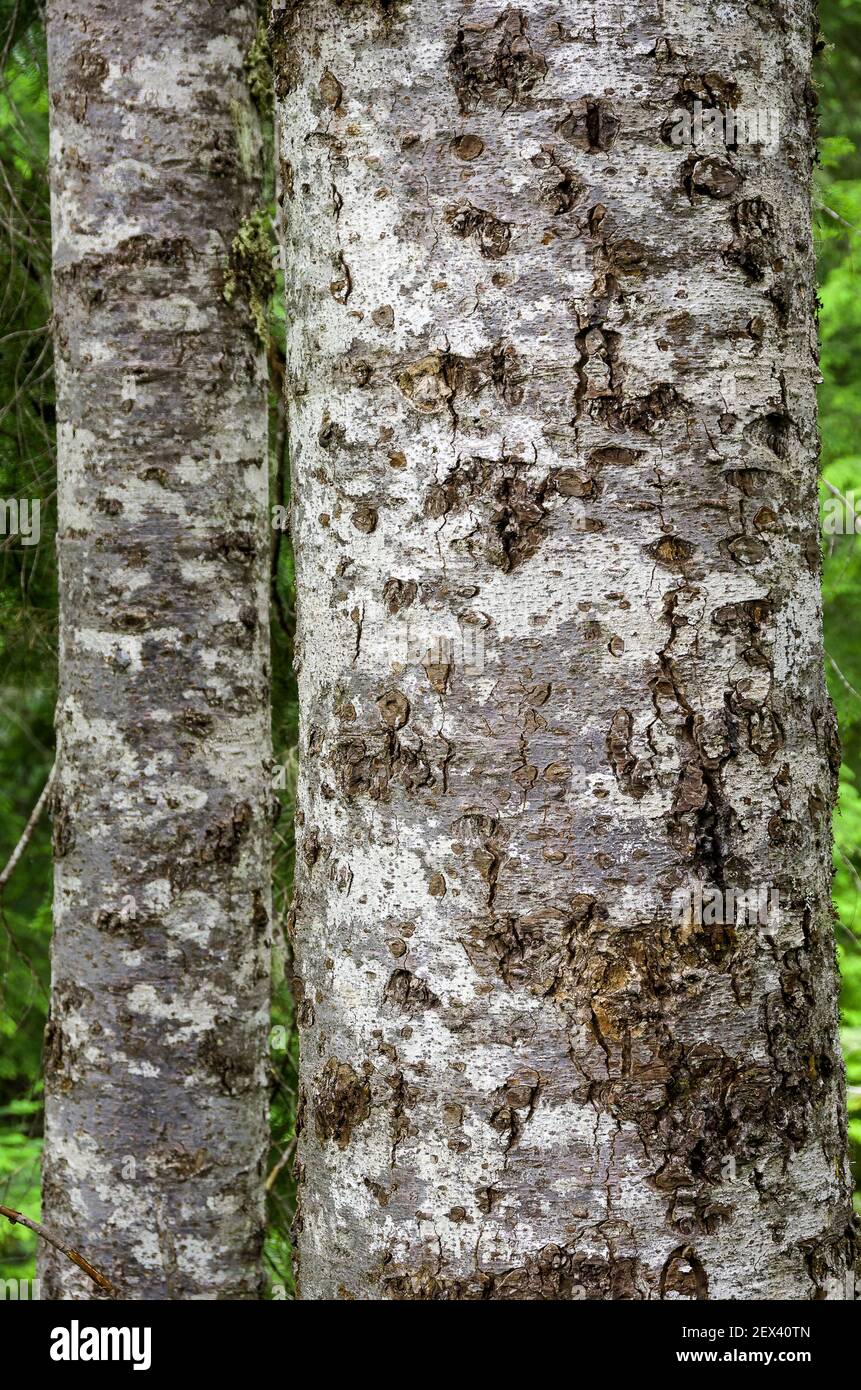 Pacific Silver Fir (Abies amabilis), Willamette National Forest, Oregon ...