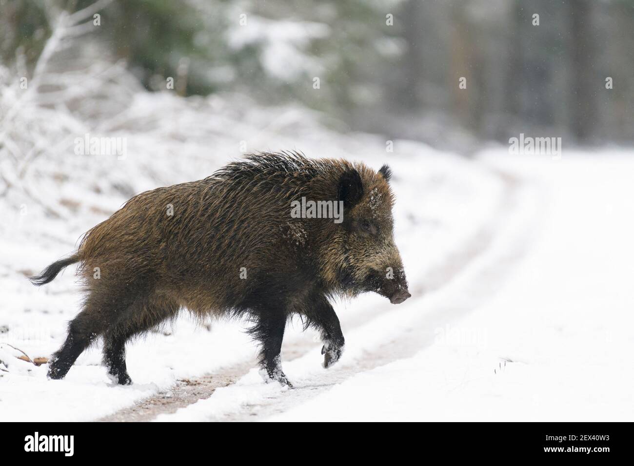 Wild boar in wintertime, Bavaria, Germany, Europe Stock Photo - Alamy