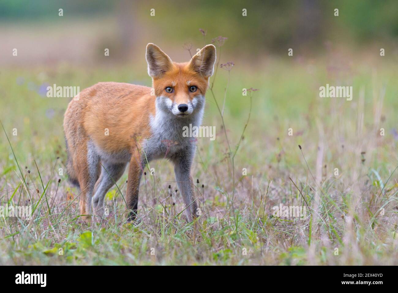Red fox on meadow, Vulpes vulpes, Summer, Germany, Europe Stock Photo - Alamy