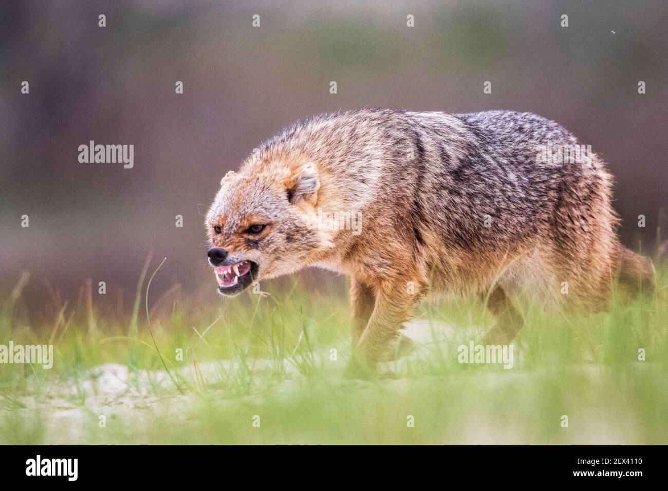 Eurasian golden jackal (Canis aureus moreoticus) threating, Danube delta, Romania Stock Photo ...