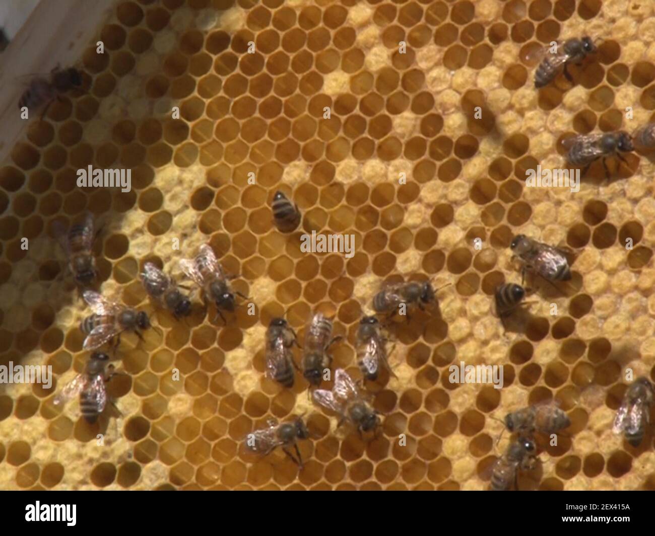 Honey bees from Honey Hive Farms work hard. (Photo by Ryan Hill ...