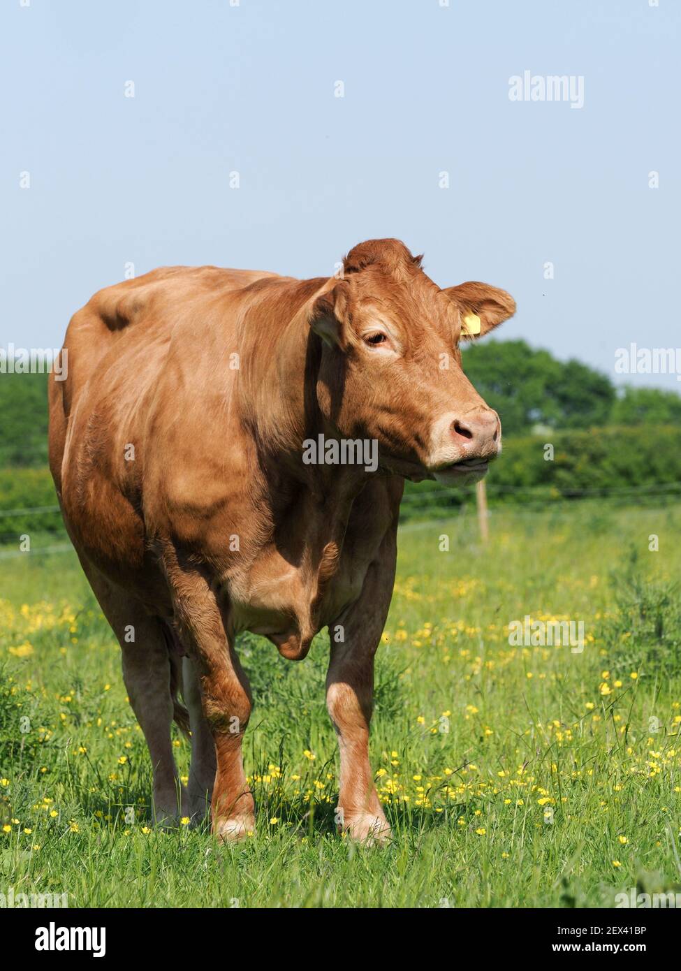 A rare breed cow stands in a summer meadow Stock Photo - Alamy