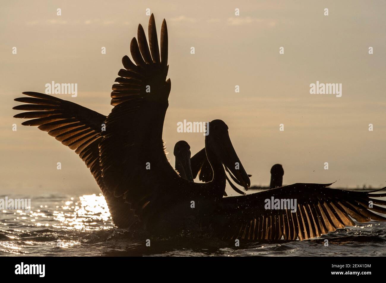Brown pelican (Pelecanus occidentalis) on the water, mouth of the Rio ...