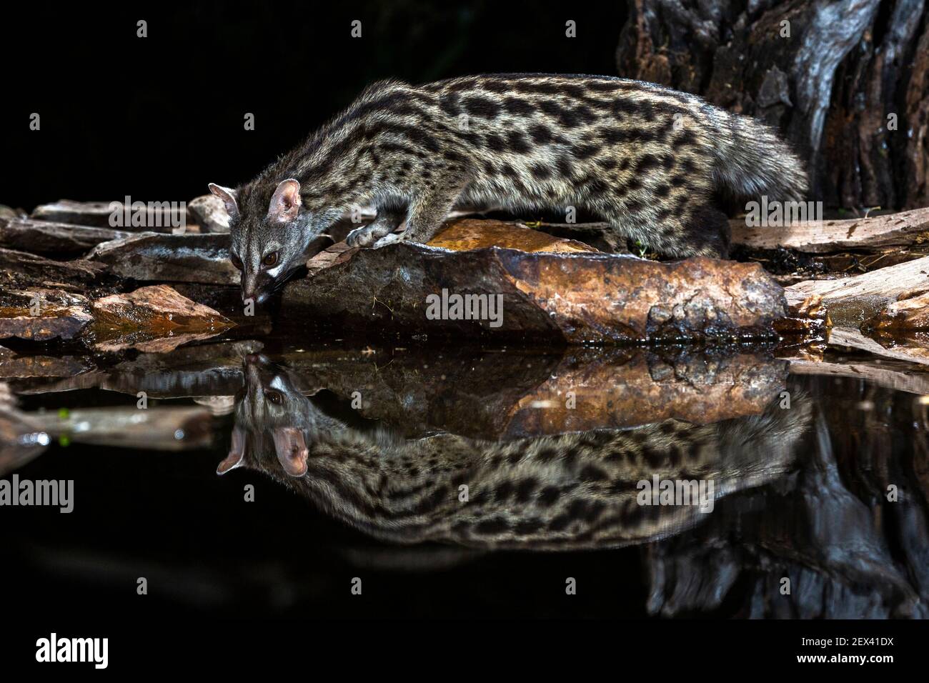 Genetta genetta hi-res stock photography and images - Alamy