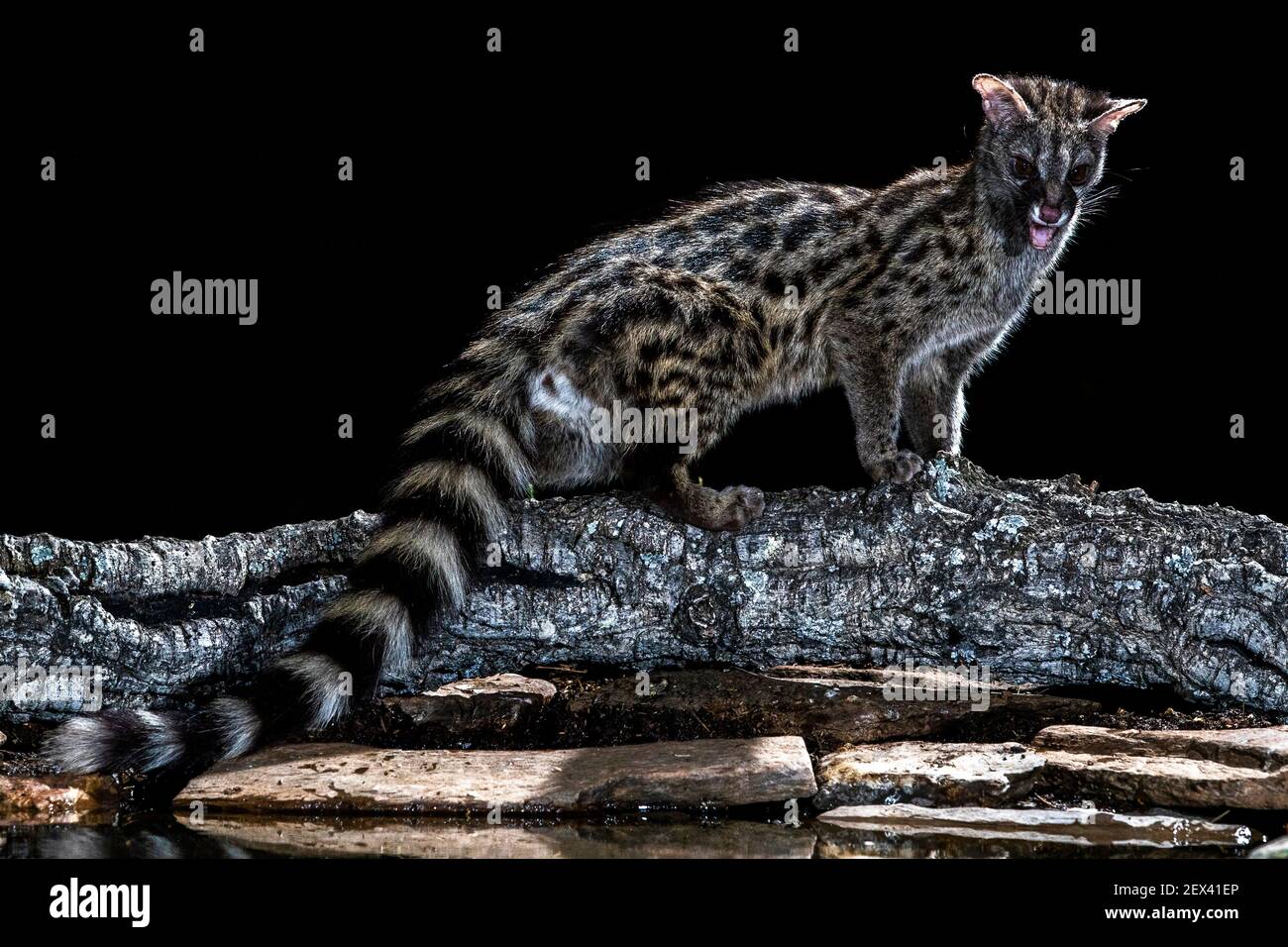 Common genet (Genetta genetta) at the waters' edge, Extremadura, Spain ...