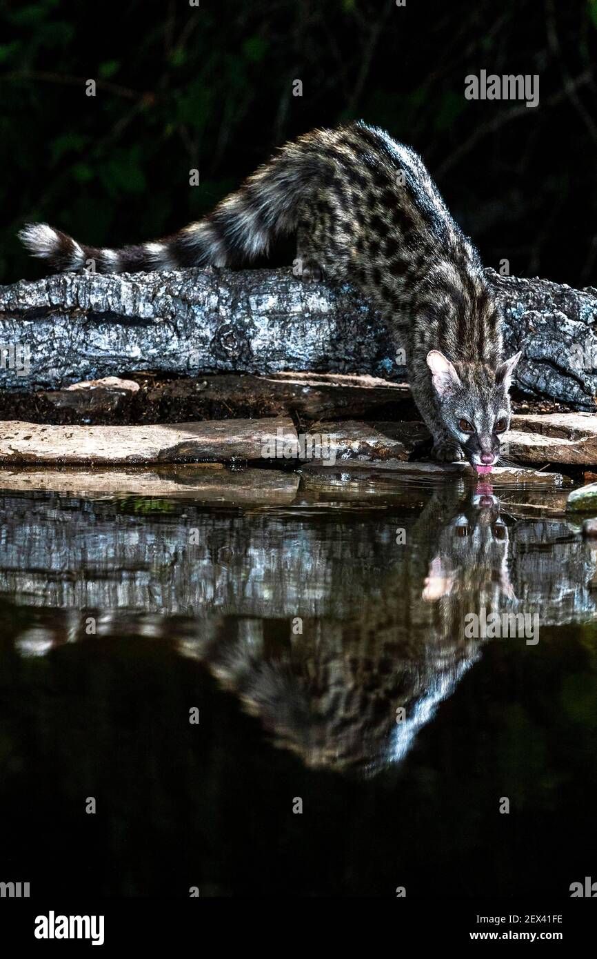 Common genet (Genetta genetta) drinking at the water's edge ...