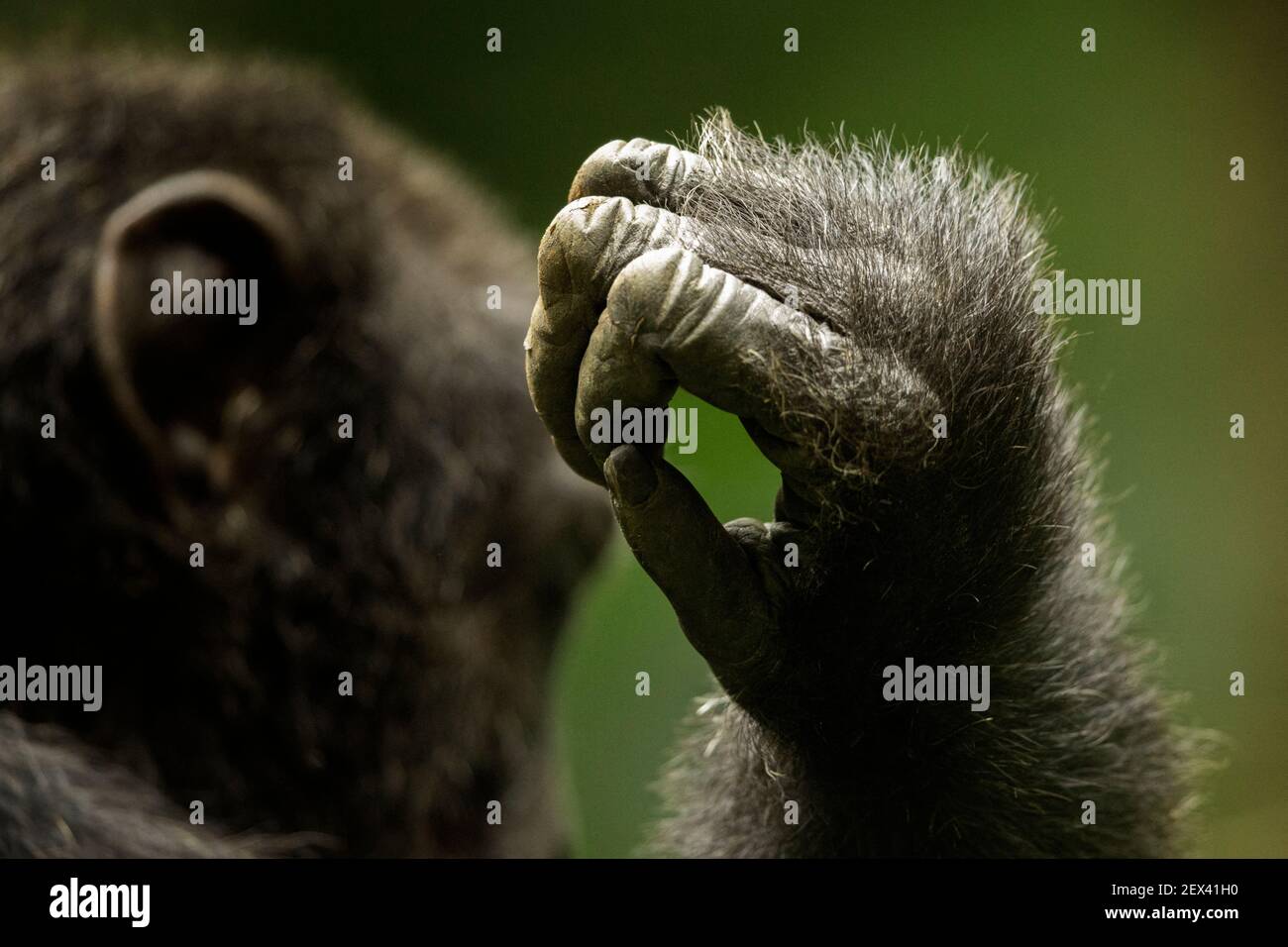 Primates hand hi-res stock photography and images - Alamy