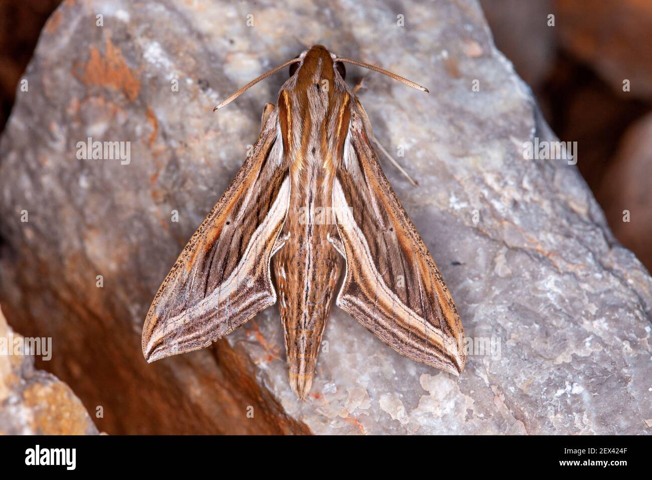 Silver-striped hawk-moth (Hippotion celerio) on rock, Iran Stock Photo ...
