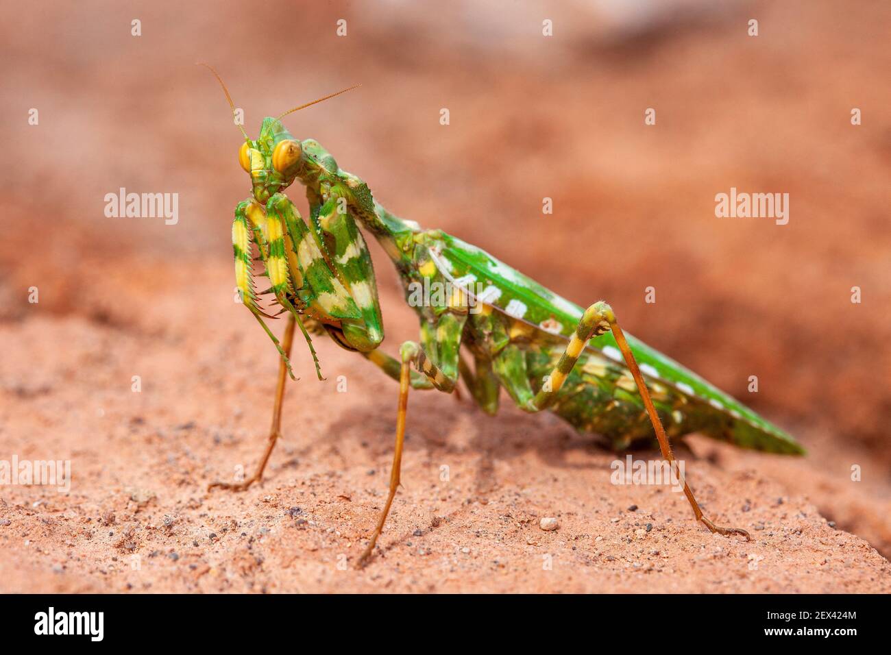Devils Flower Praying Mantis