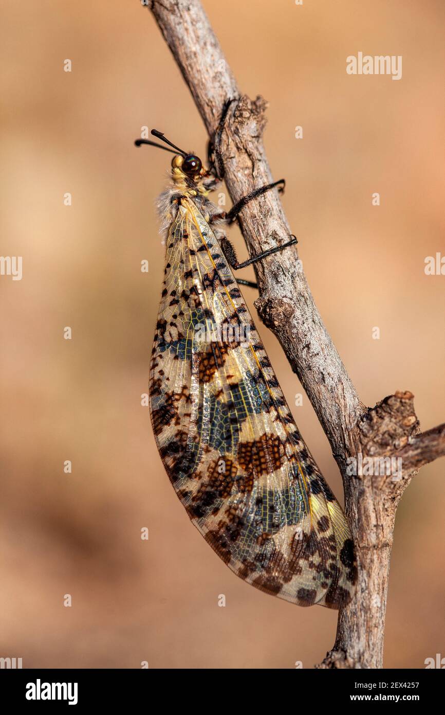 Palpares High Resolution Stock Photography and Images - Alamy