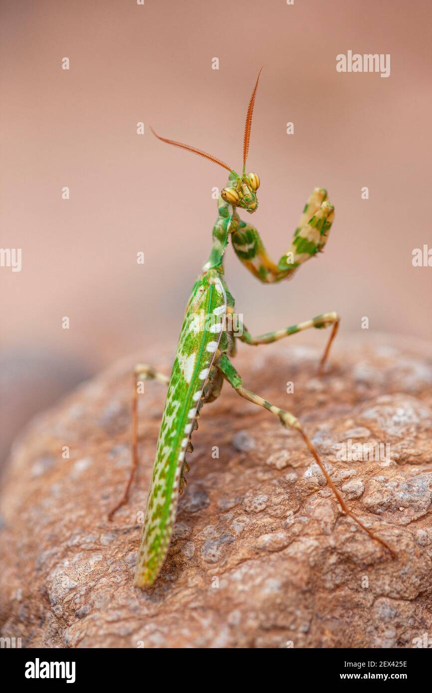 Devils Flower Praying Mantis