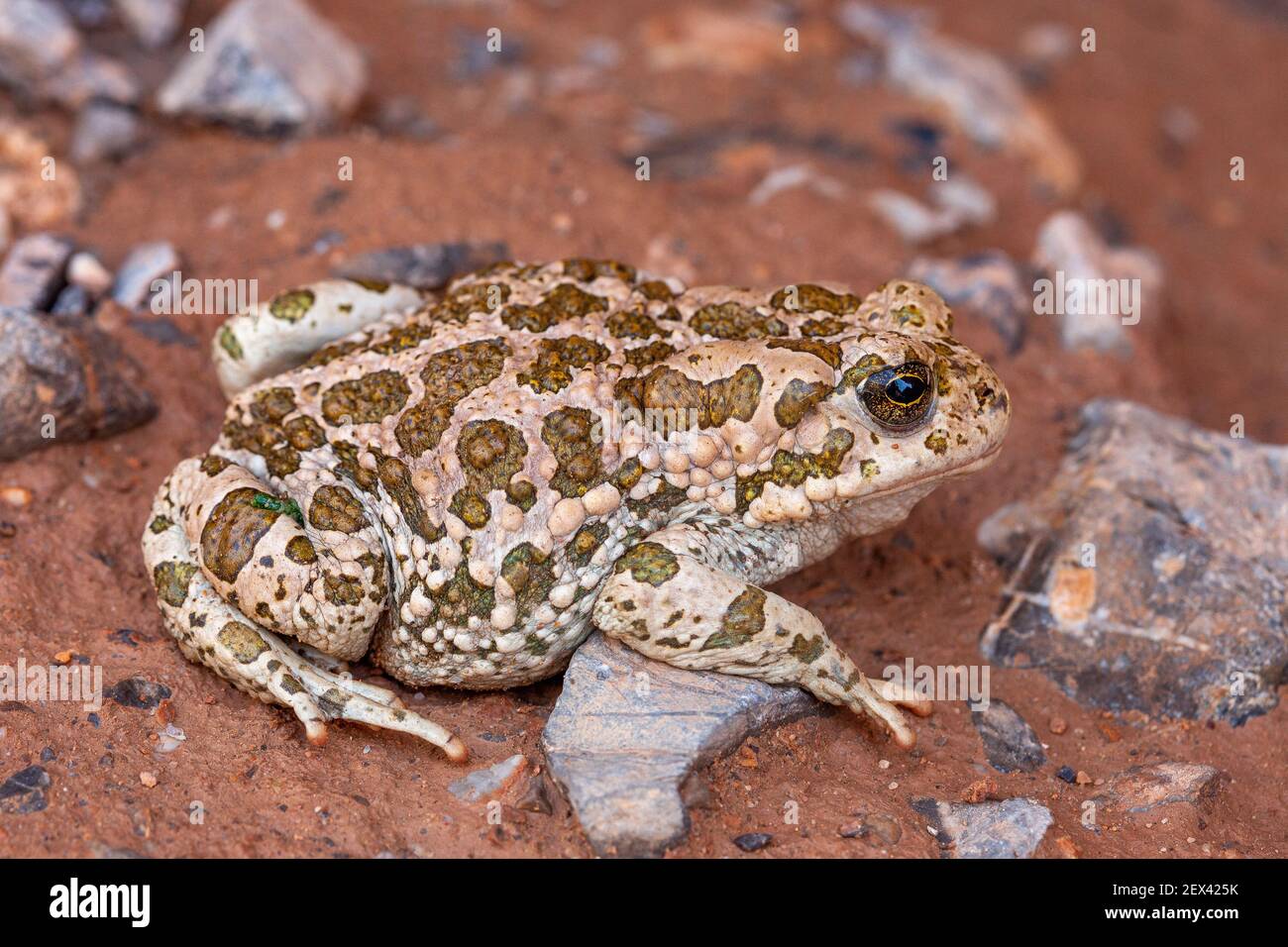 Variable toad hi-res stock photography and images - Alamy