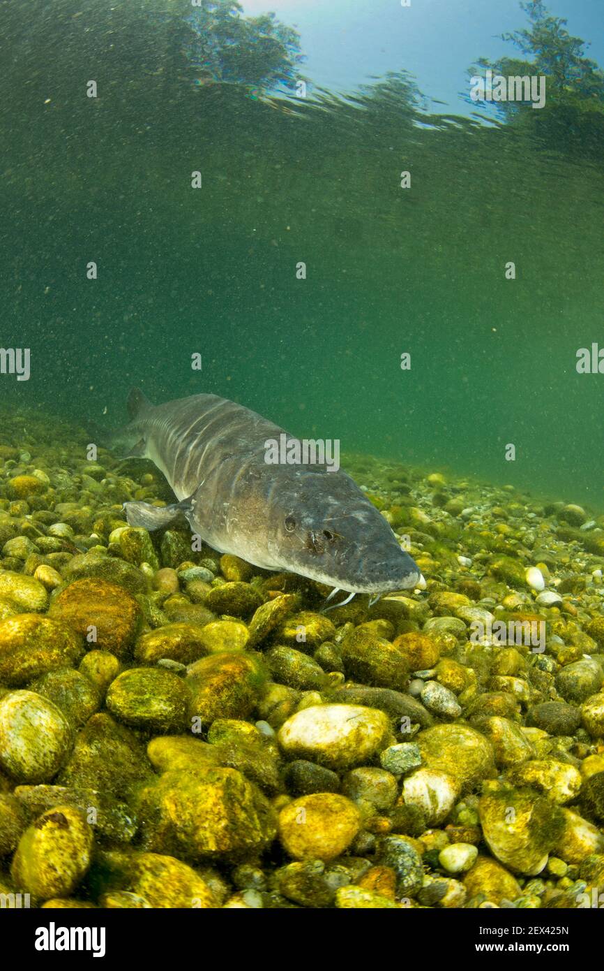 Sturgeon fossil hi-res stock photography and images - Alamy